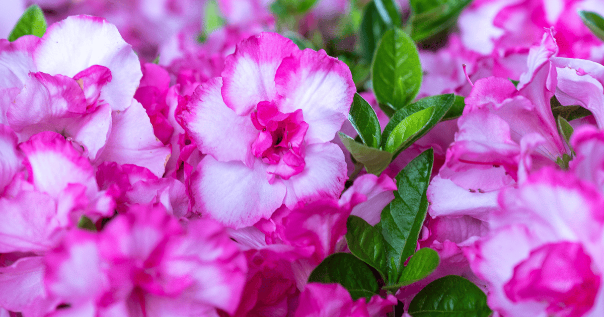 Plant Development Services, Inc. Inspires and Empowers with Eye-Catching Plant Varieties for ...