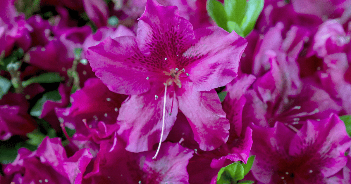 Azalea Encore® Autumn Kiss™
