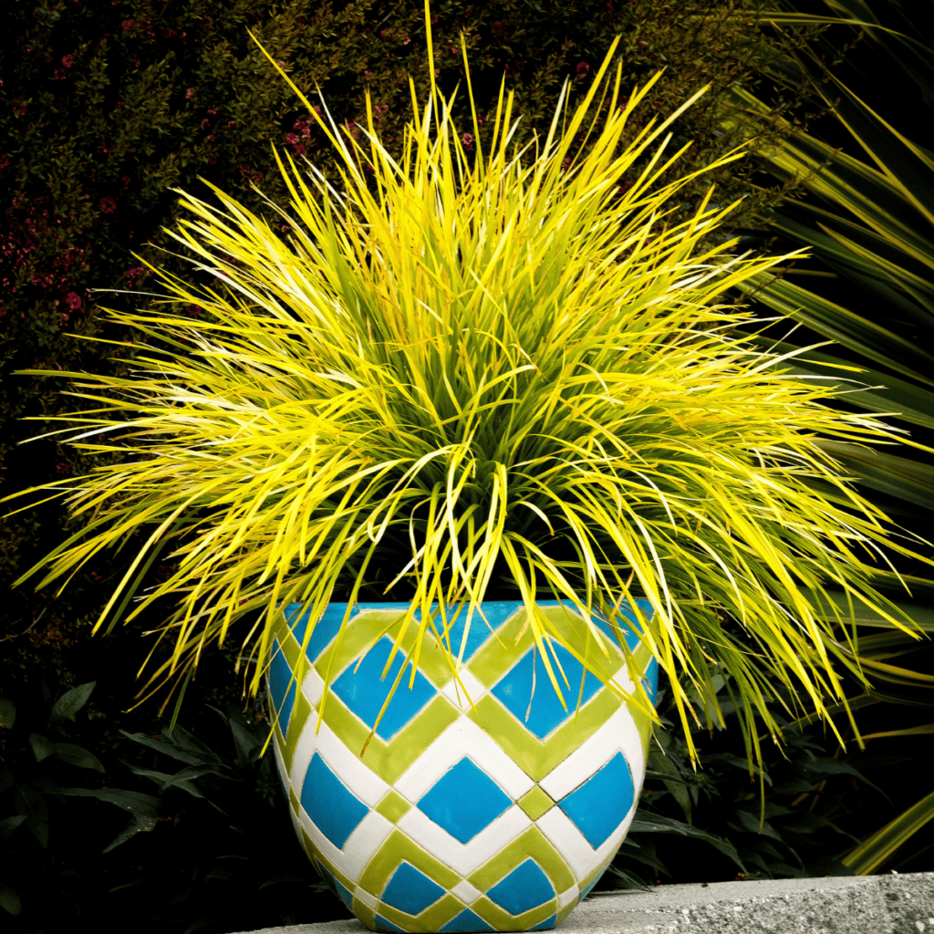 Lomandra Miner’s Gold™