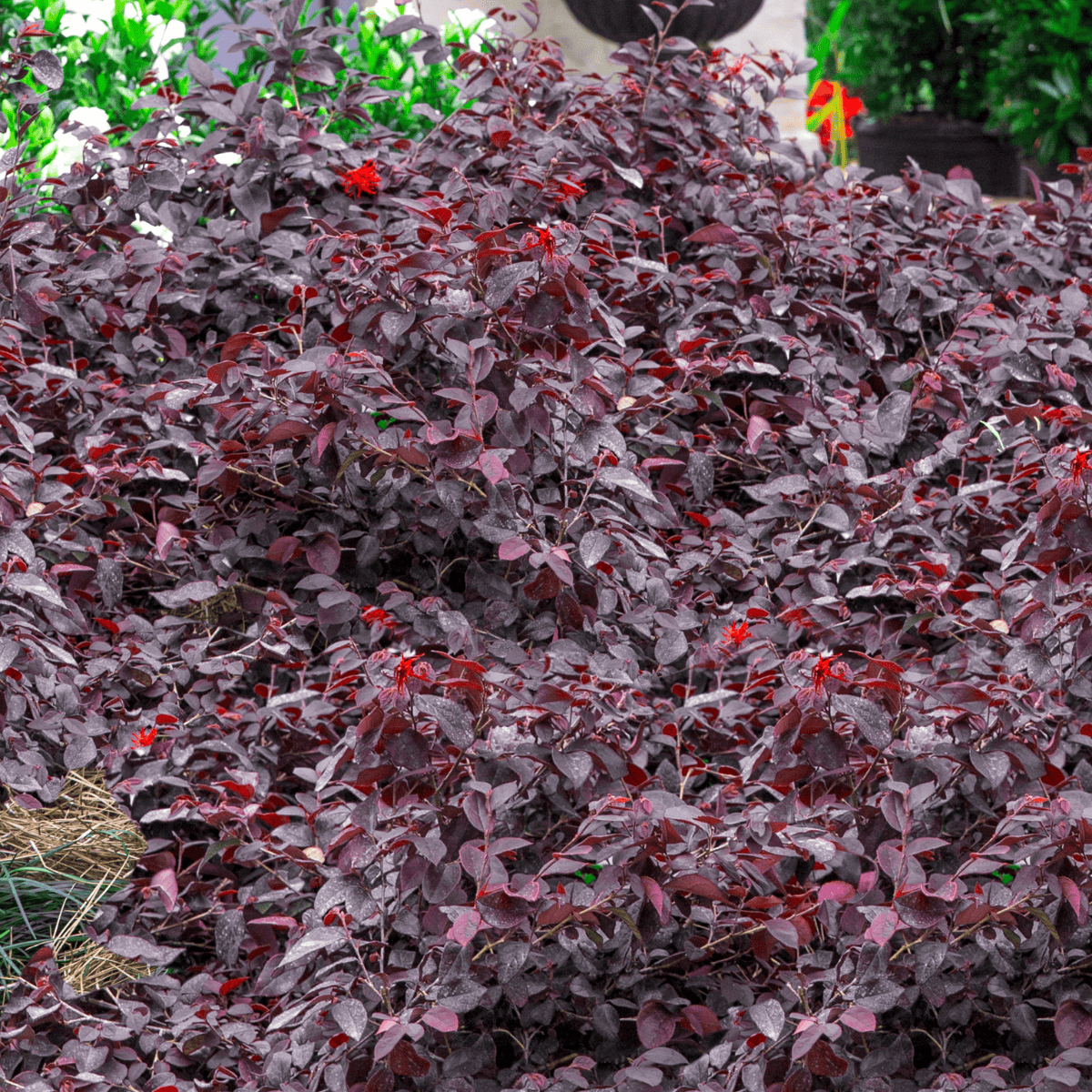 Loropetalum Red Diamond™