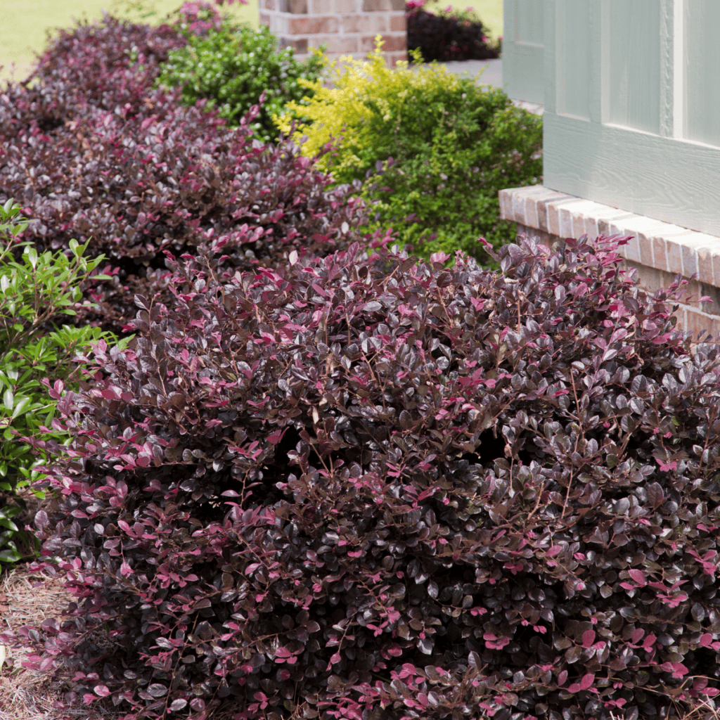 Loropetalum Purple Diamond®