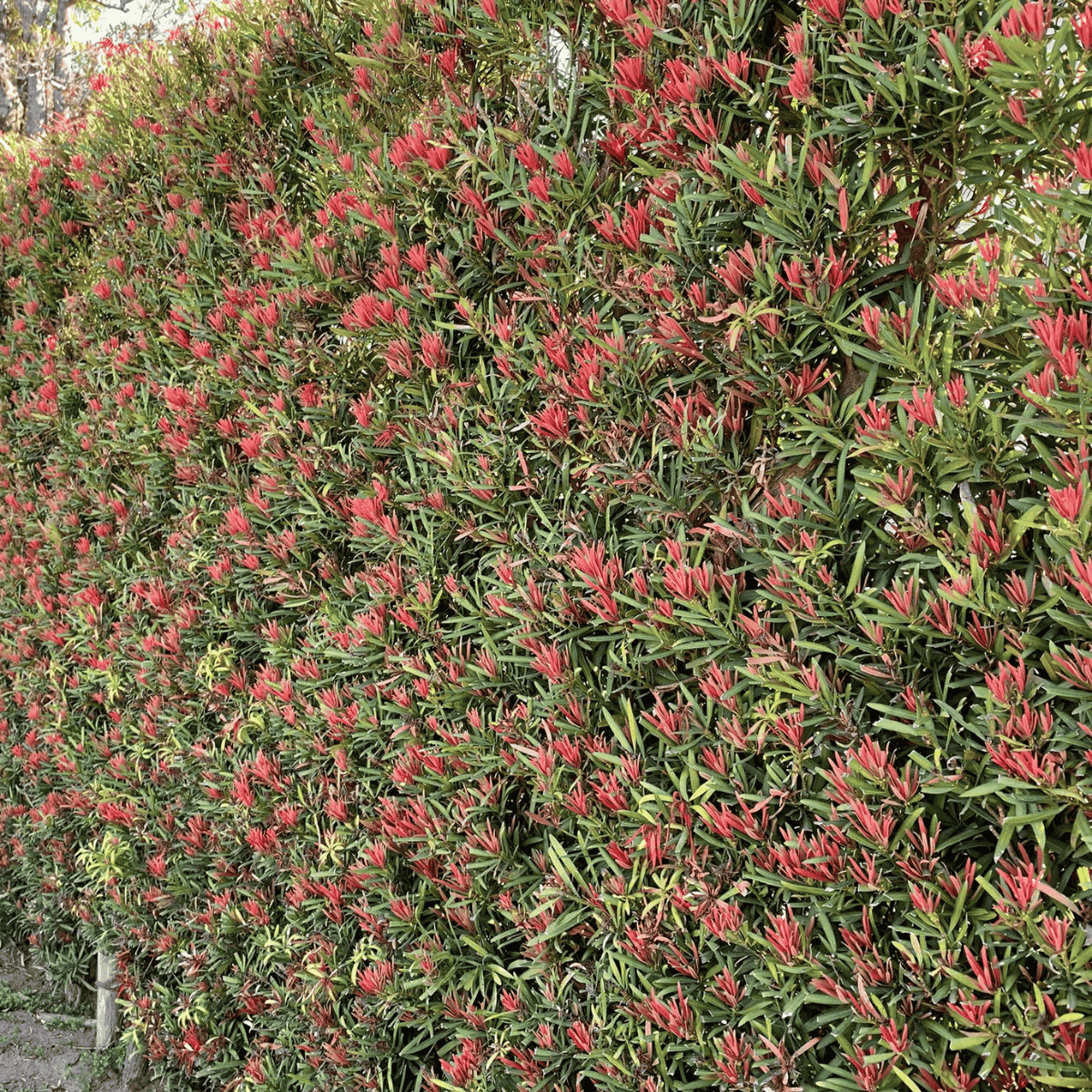 Podocarpus Mood Ring®