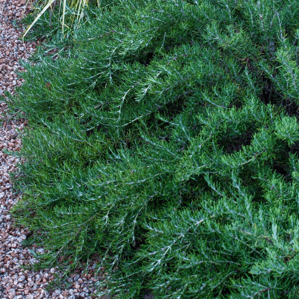 Rosemary Chef's Choice®