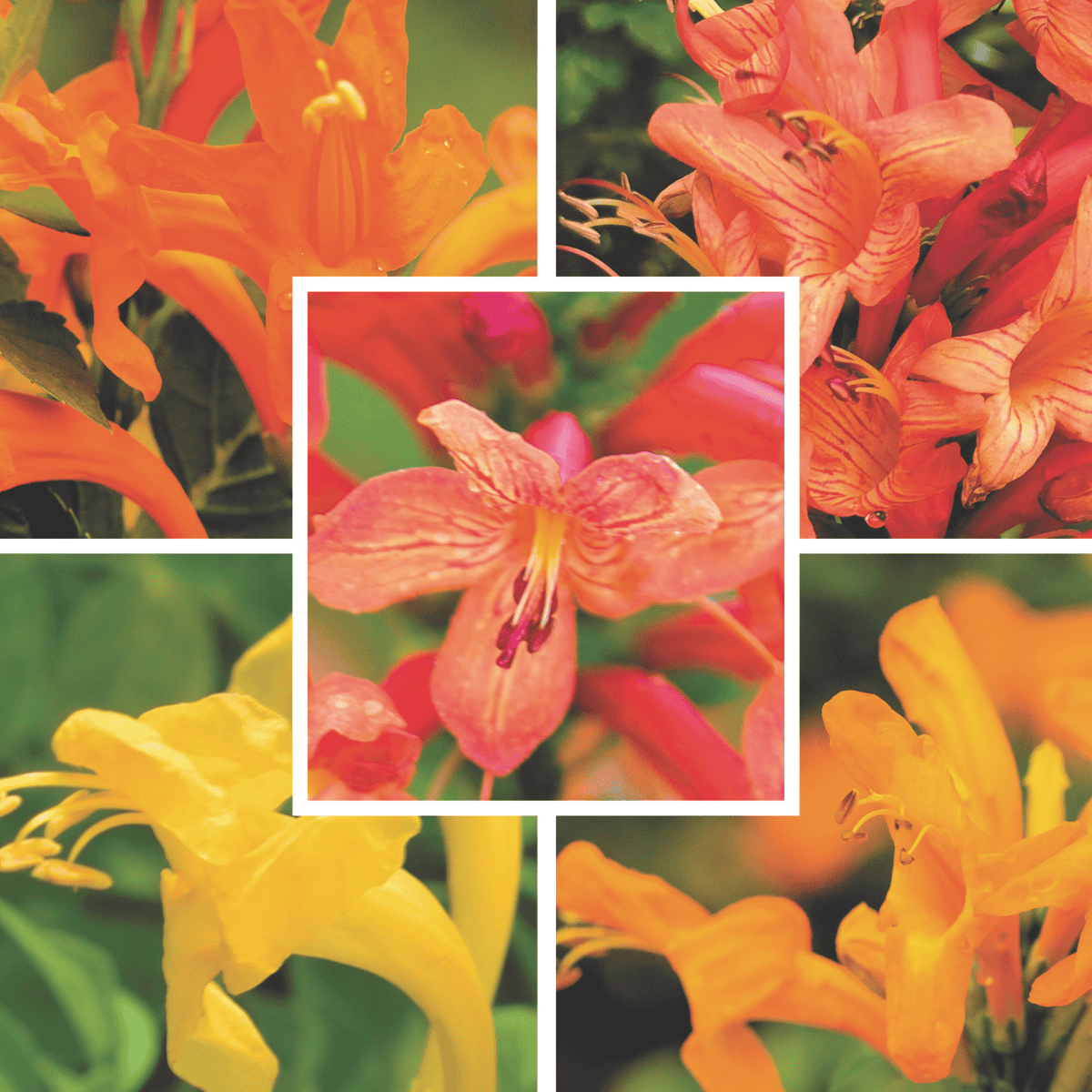 Tecomaria Cape Town™ Series
