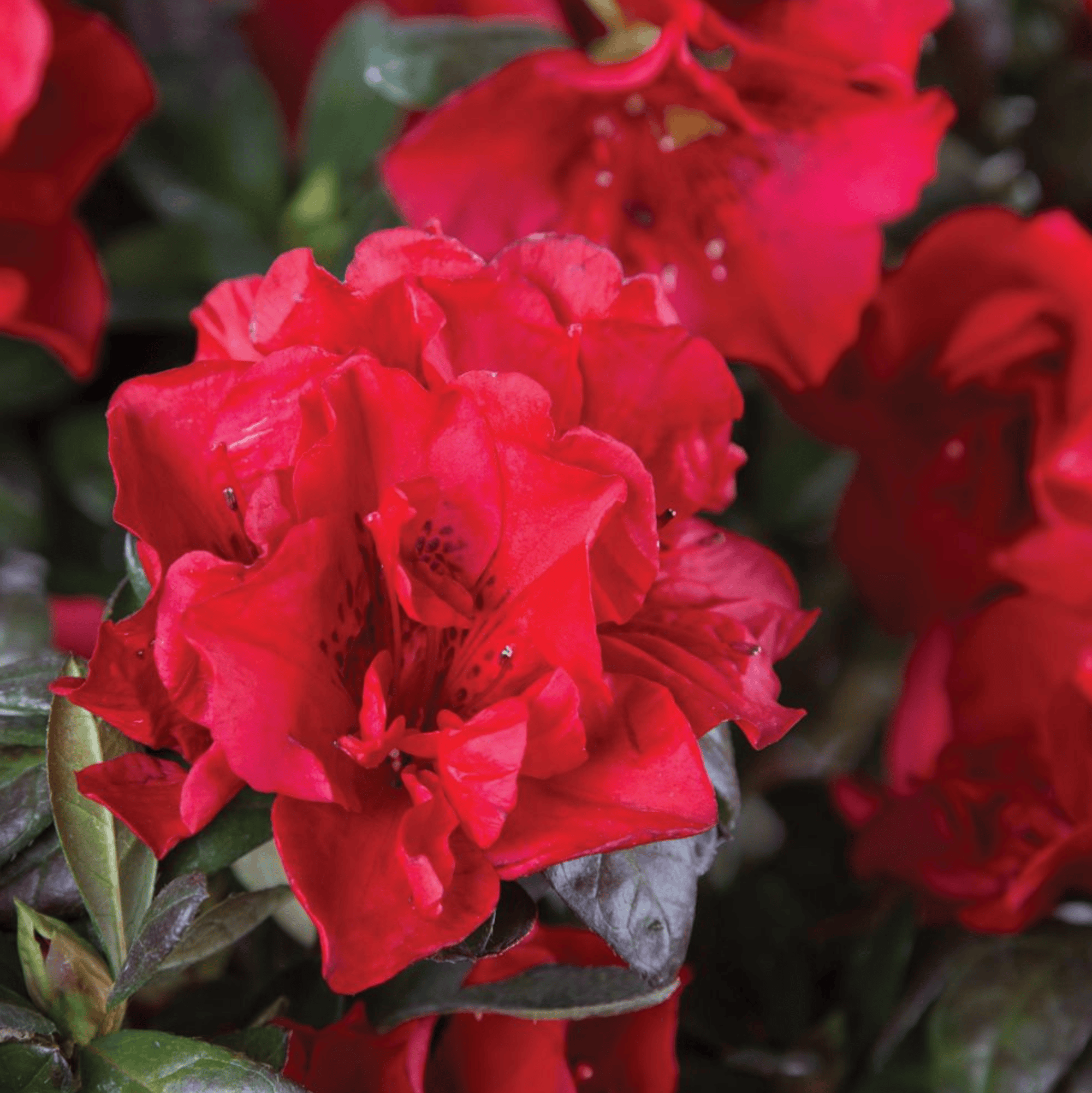 Azalea Encore® Autumn Fire® | Plant Development Services, inc.