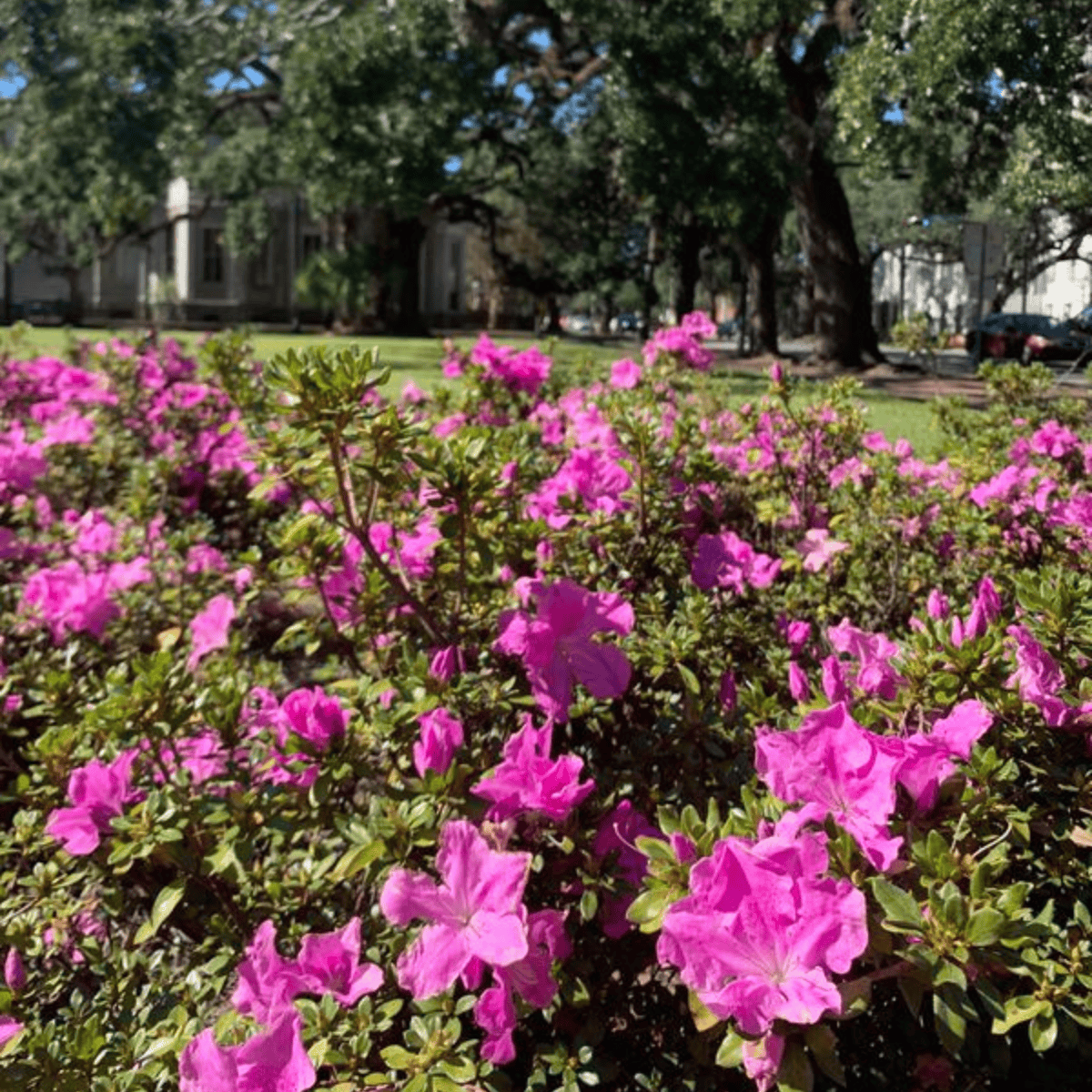 Azalea Encore® Autumn Lilac® | Plant Development Services, inc.