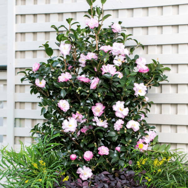 Camellia October Magic® Orchid™