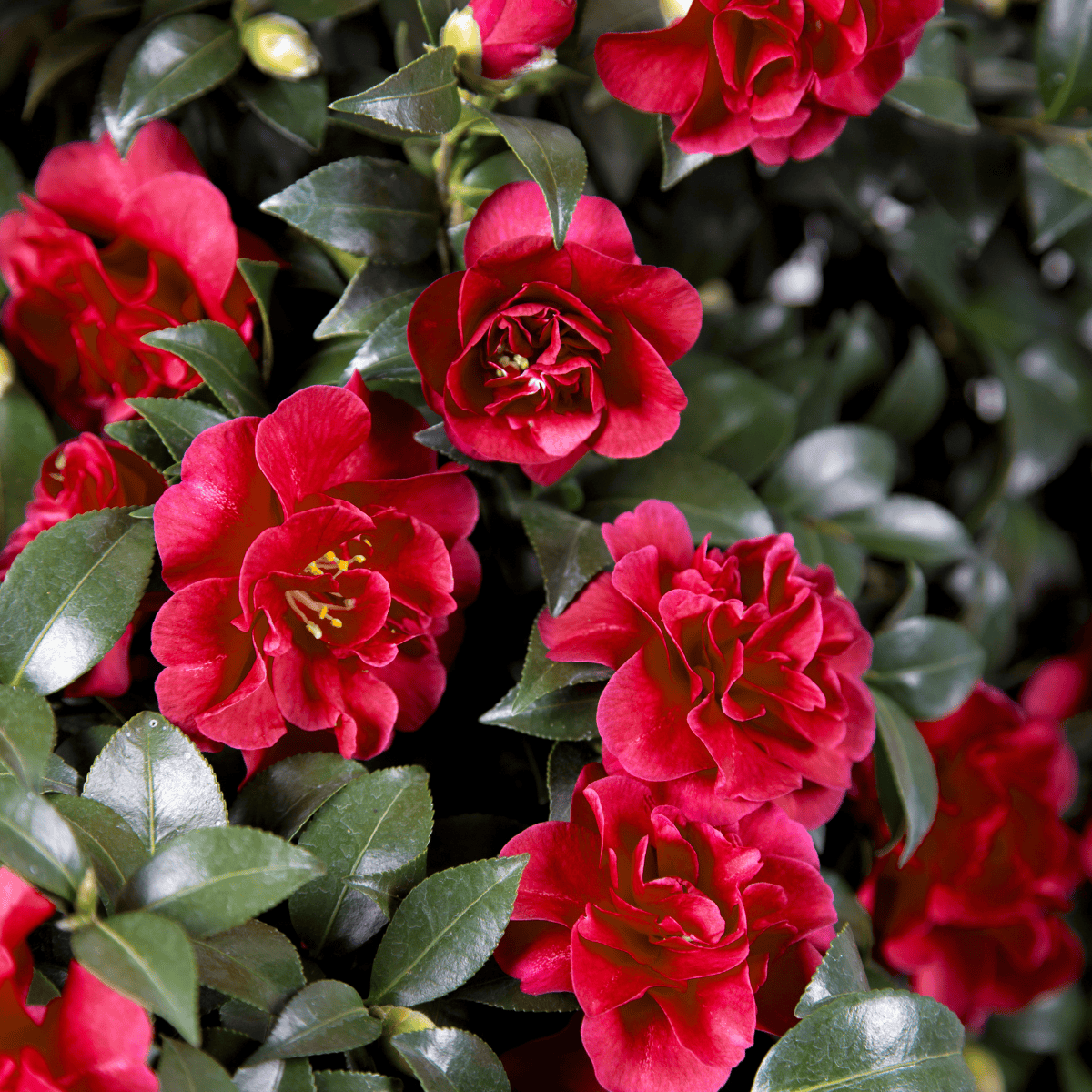 Camellia October Magic® Ruby™