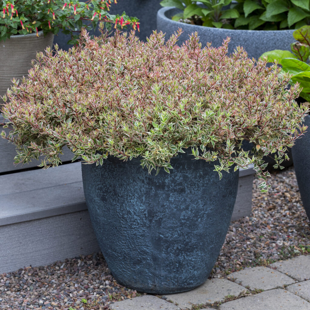 Abelia Suntastic™ Pink