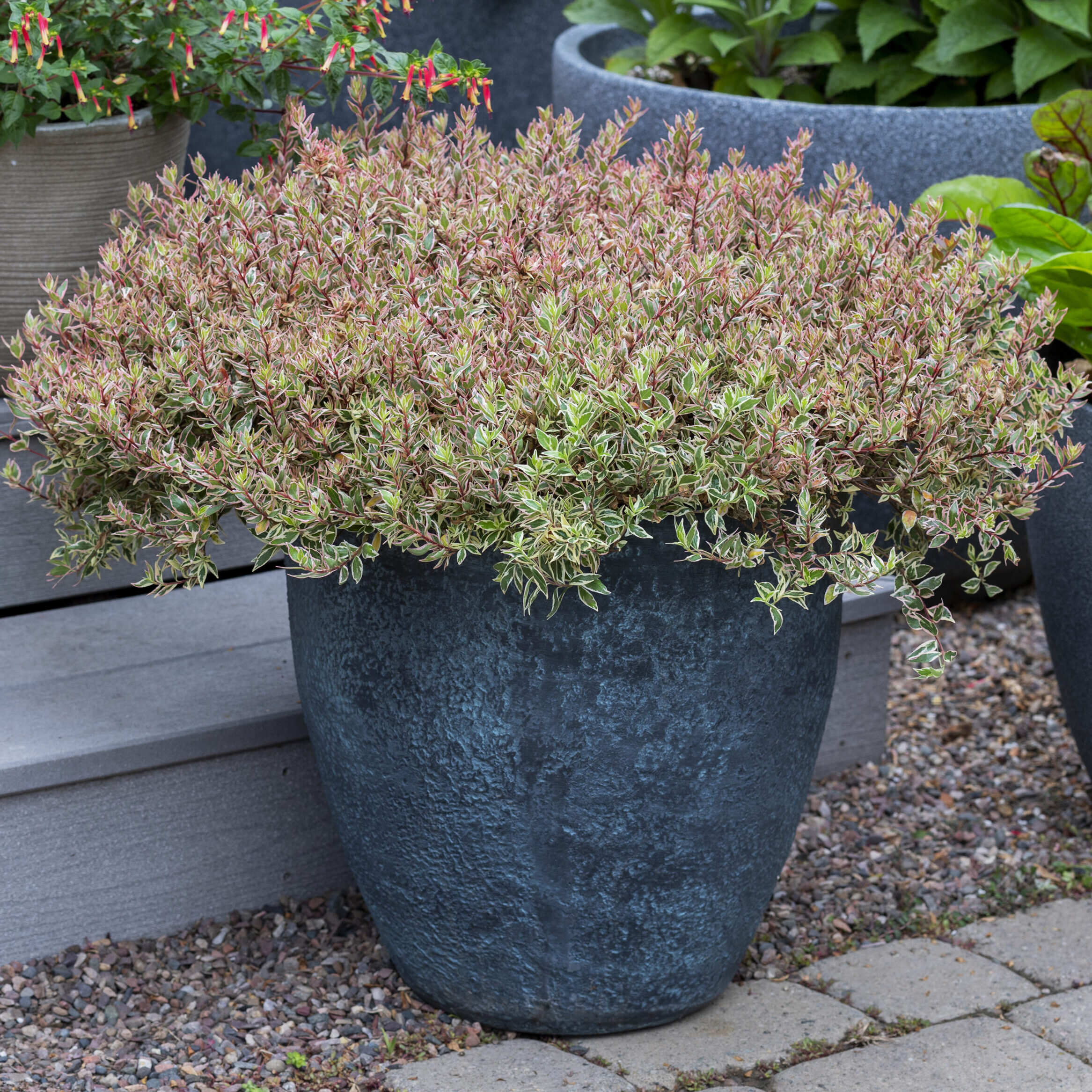 Abelia Suntastic™ Pink