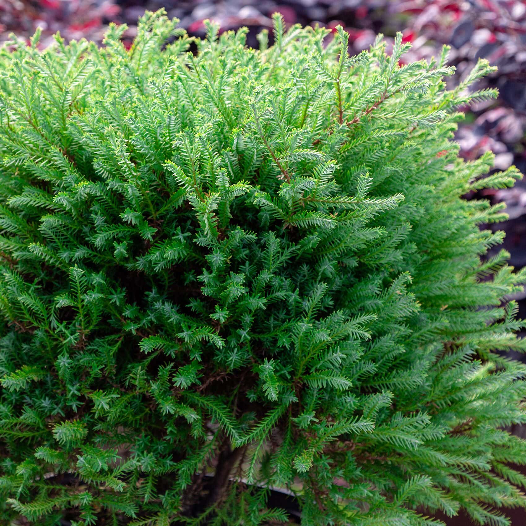 Arborvitae Pancake™