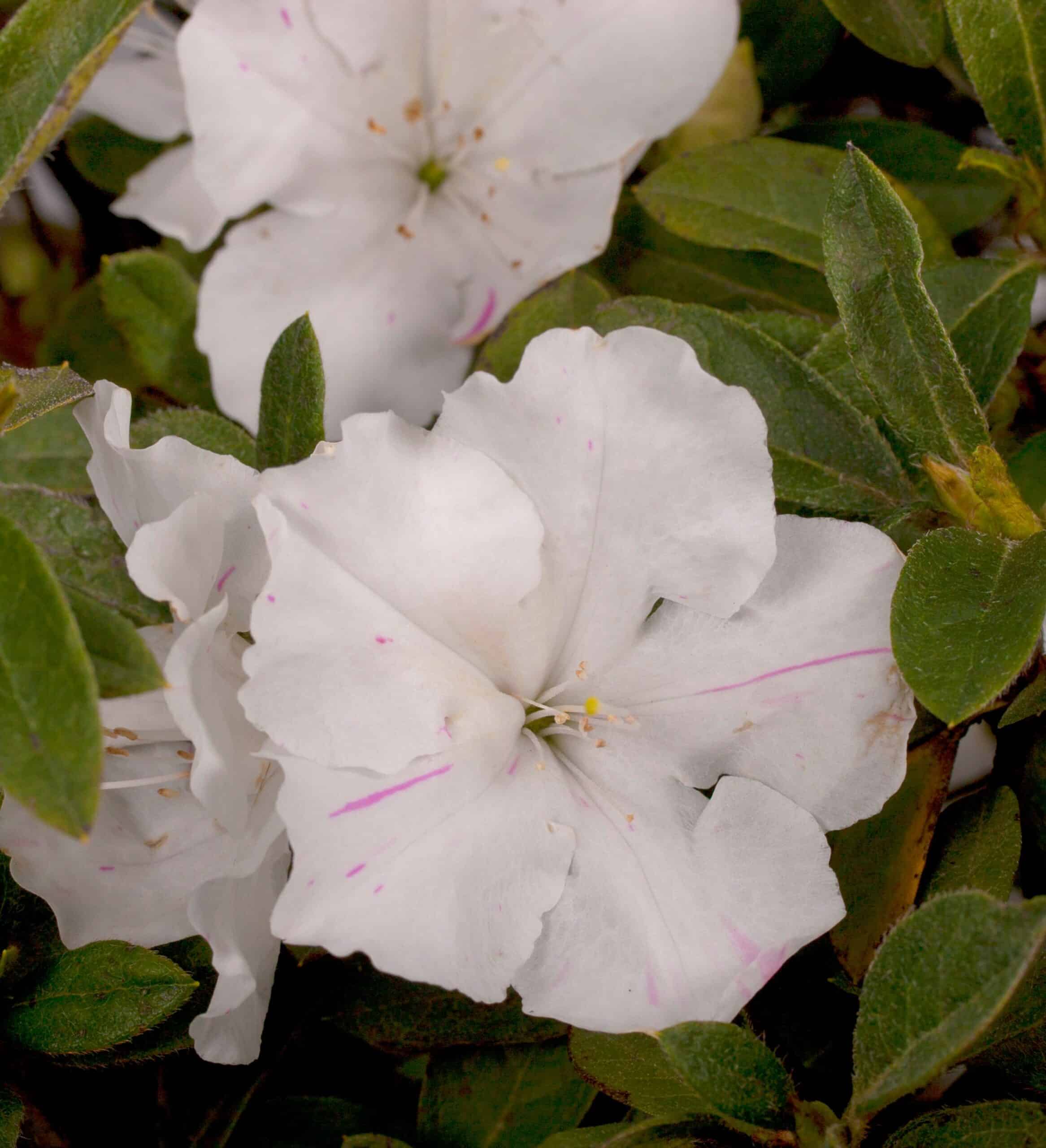 Azalea Encore® Autumn Lily®