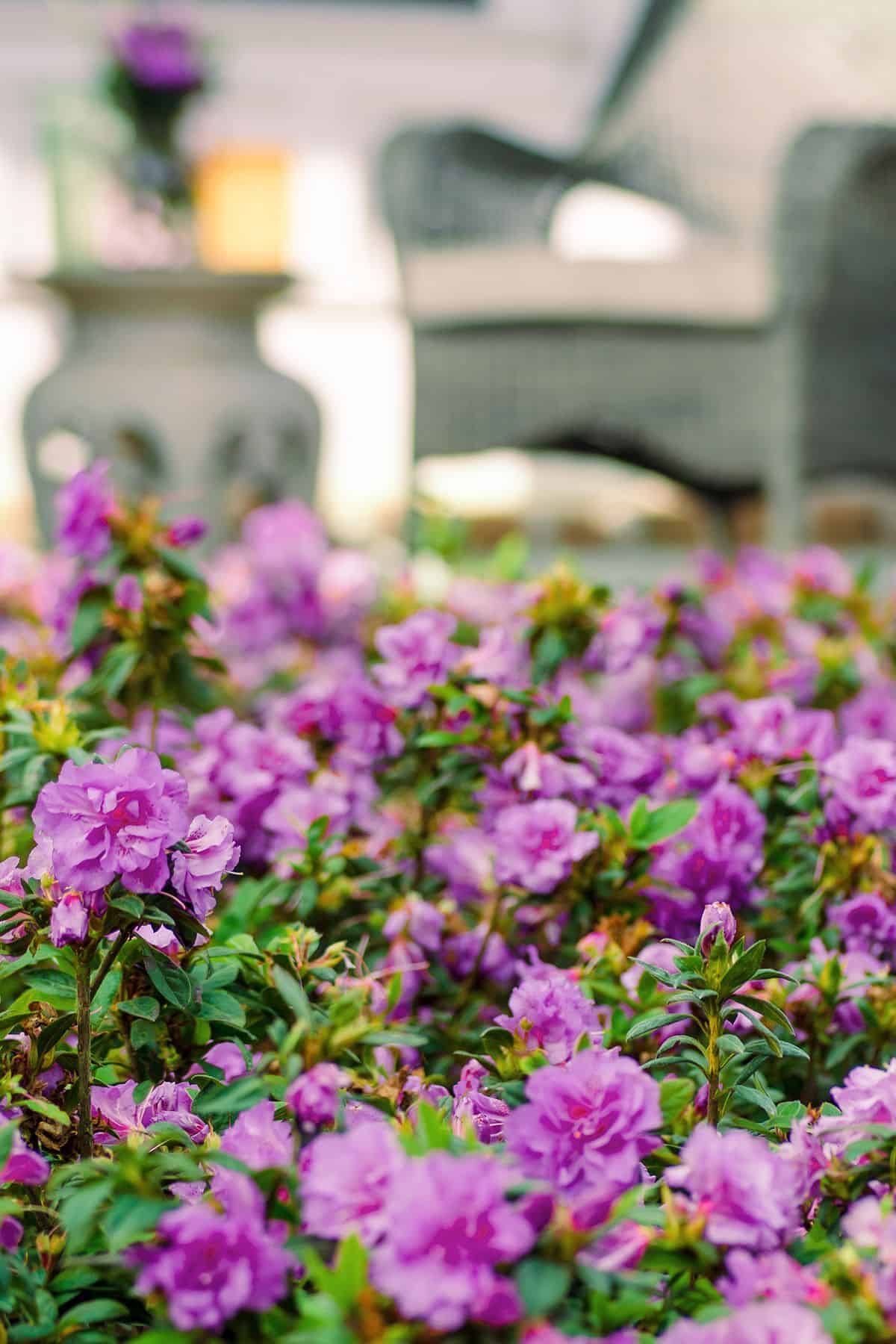 Azalea Encore® Autumn Majesty®