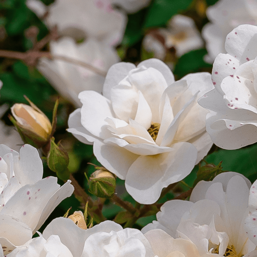 Rose It's A Breeze® Ivory Blush