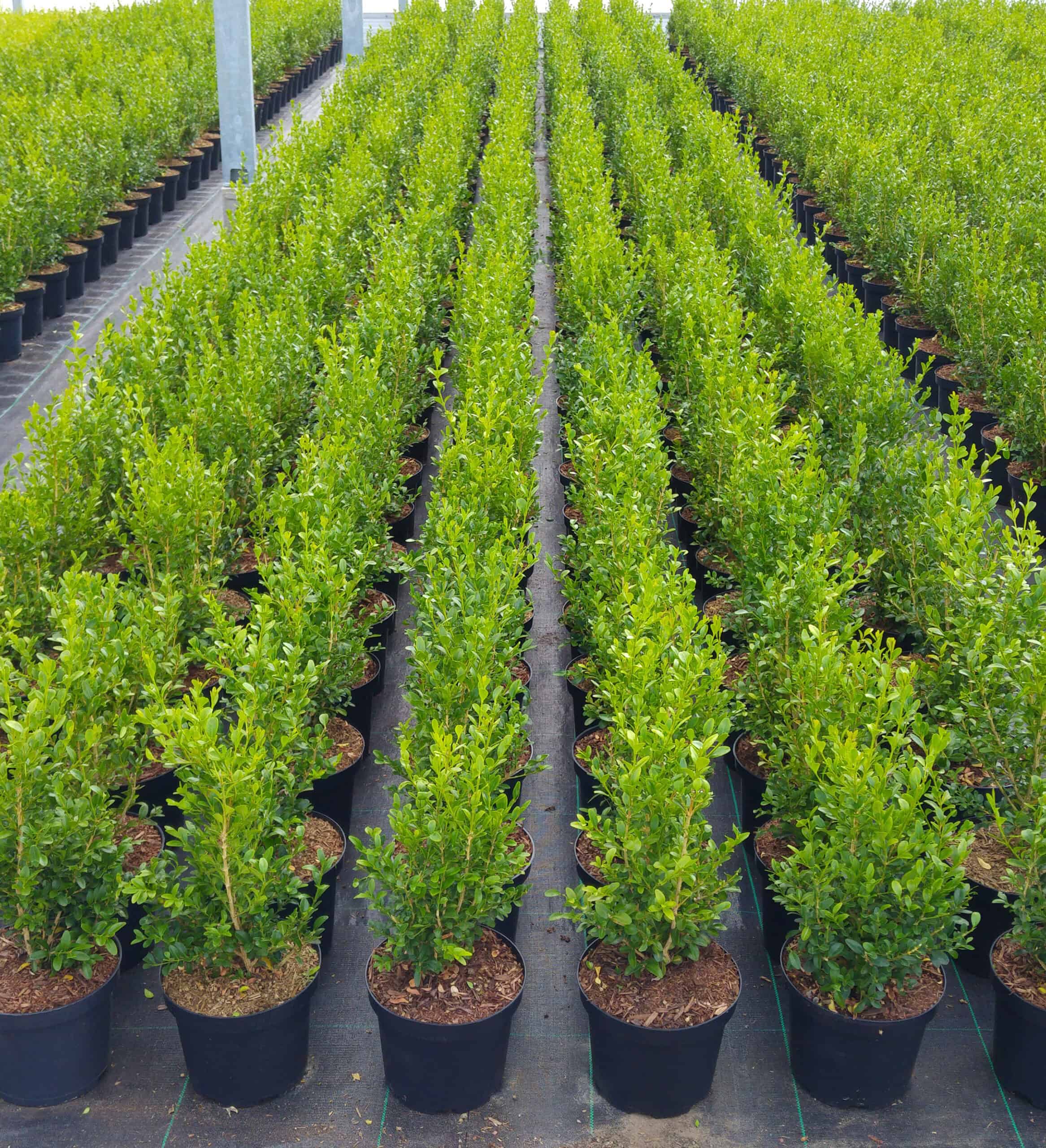 Boxwood BetterBoxwood® Heritage™