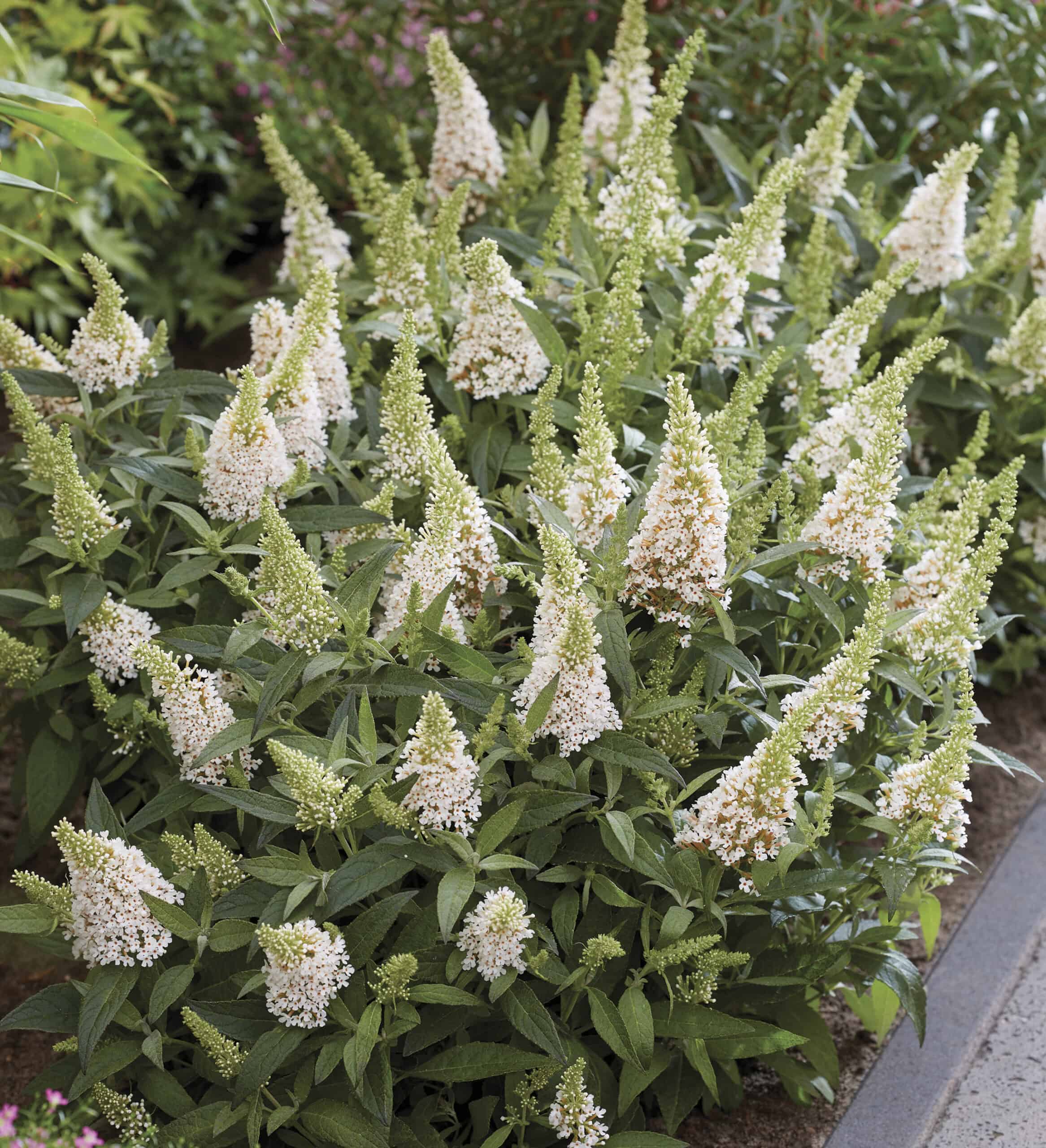 Buddleia Butterfly Candy® Li’l Coconut™