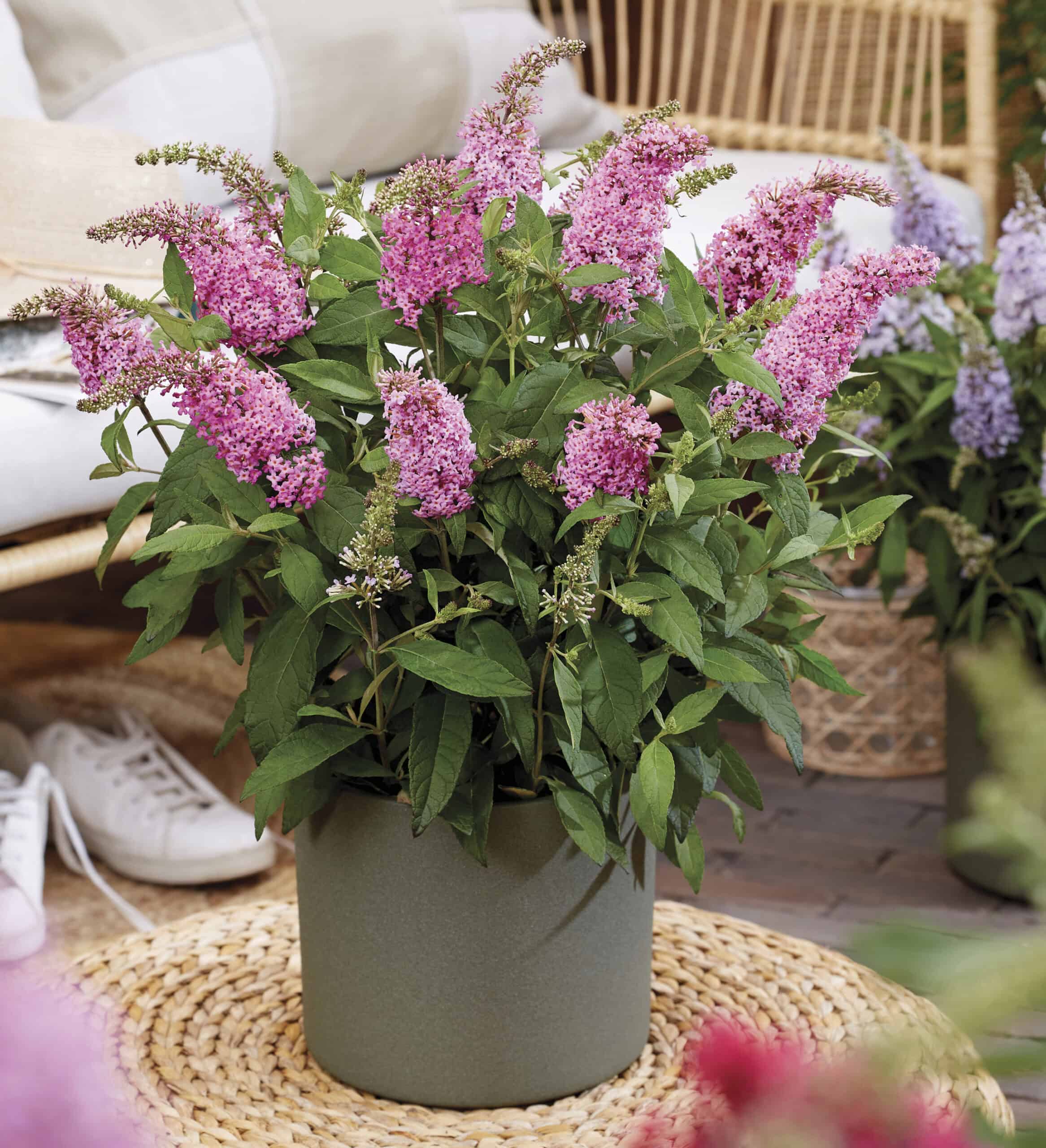 Buddleia Butterfly Candy® Li’l Taffy™