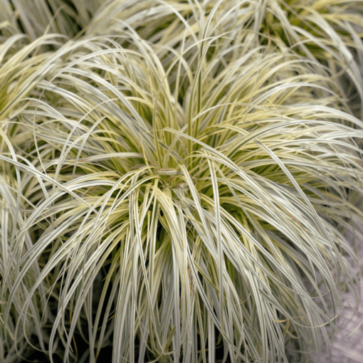 Carex 'Lunar Falls' | Plant Development Services, inc.