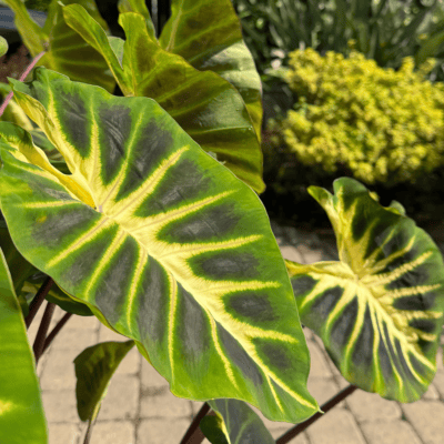 Colocasia Royal Hawaiian® Hawaii Calls | Plant Development Services, inc.