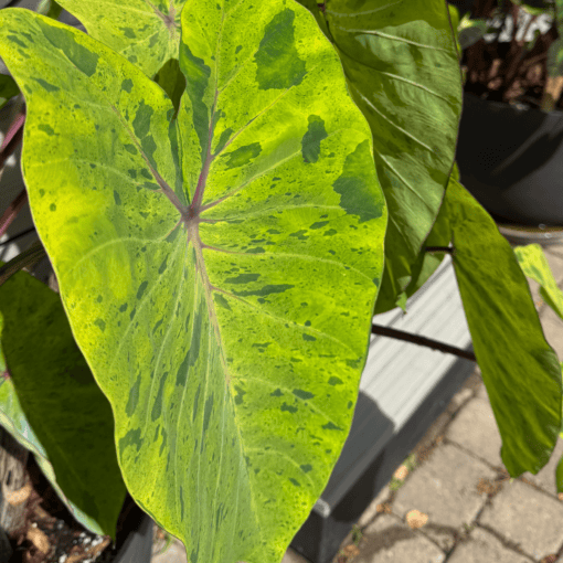 Colocasia Royal Hawaiian® Mai Tai | Plant Development Services, inc.
