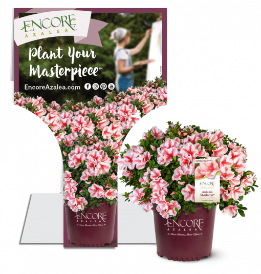 Encore Azalea | Plant Development Services, inc.