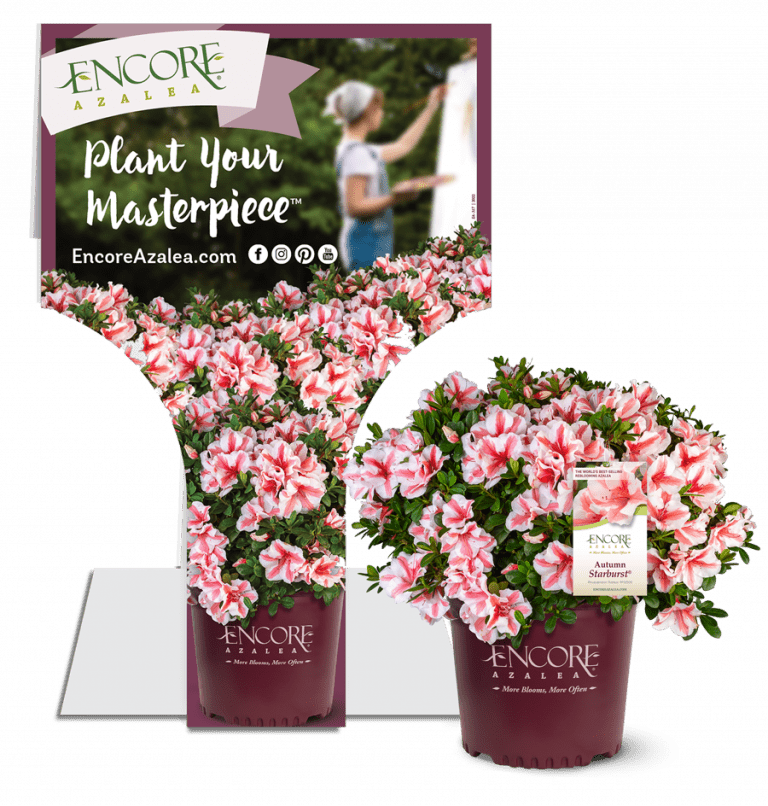 Encore Azalea | Plant Development Services, inc.