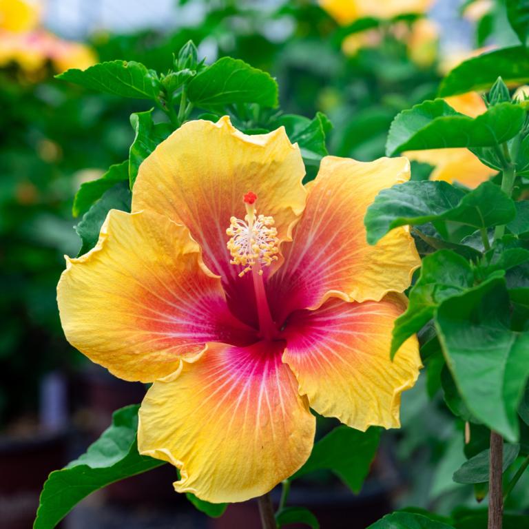 Hibiscus Jamaican Me Happy™ | Plant Development Services, inc.