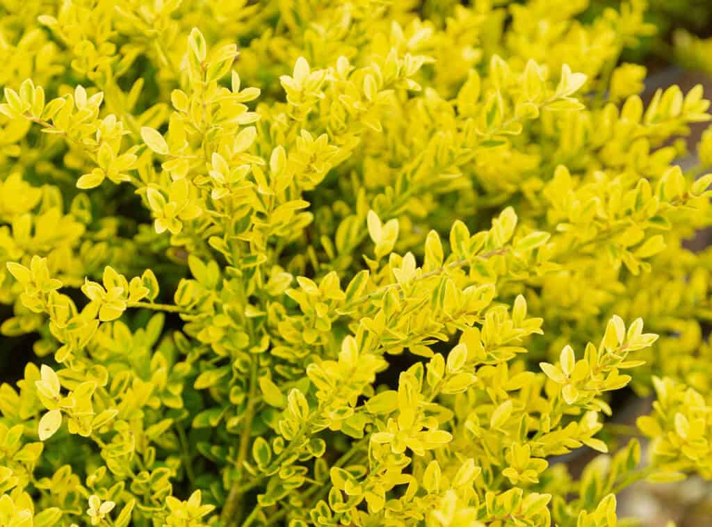 Low Rider™ Holly | Plant Development Services, inc.