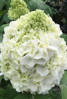 ’Big Daddy' Hydrangea | Plant Development Services, inc.