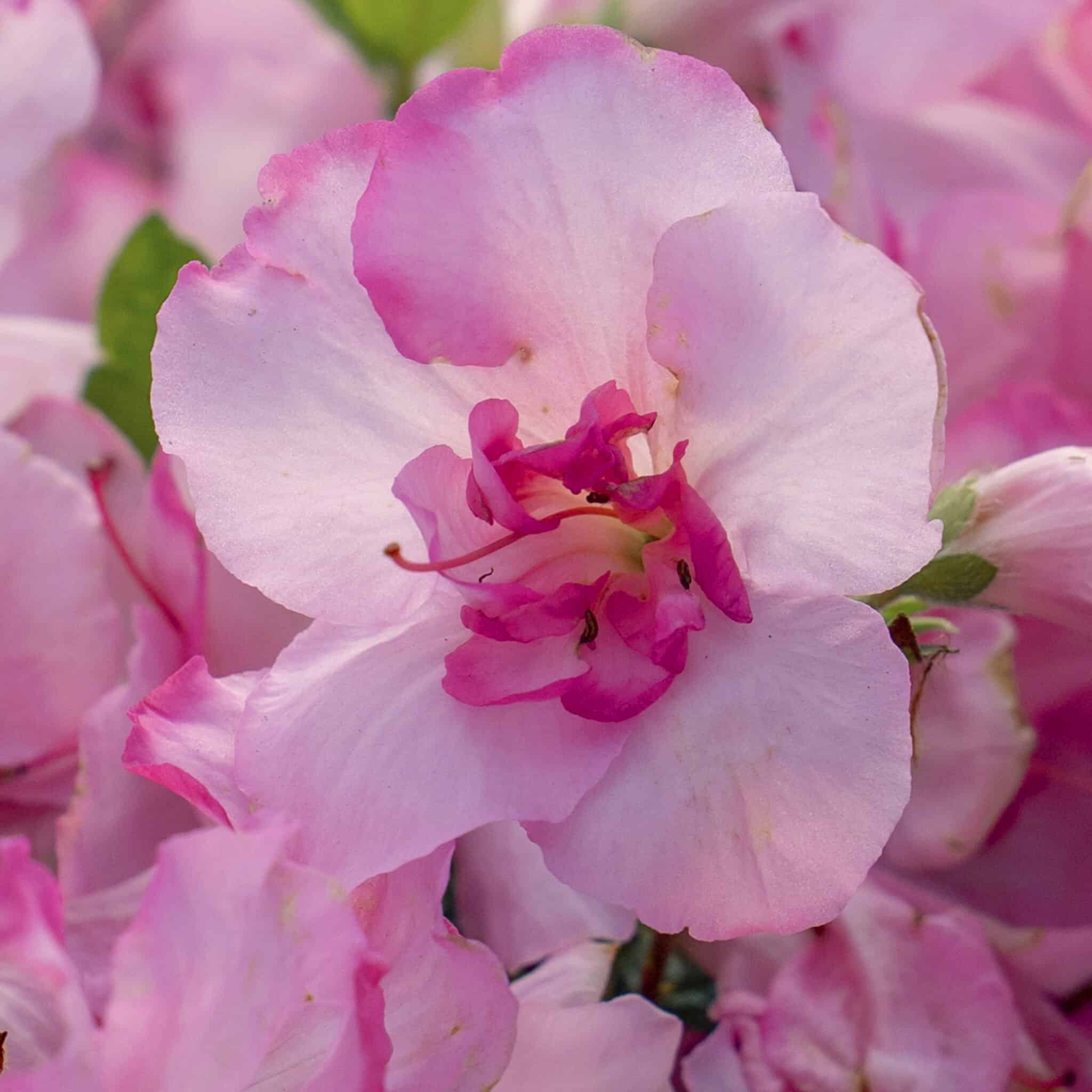 Azalea Encore® Autumn Kiss™