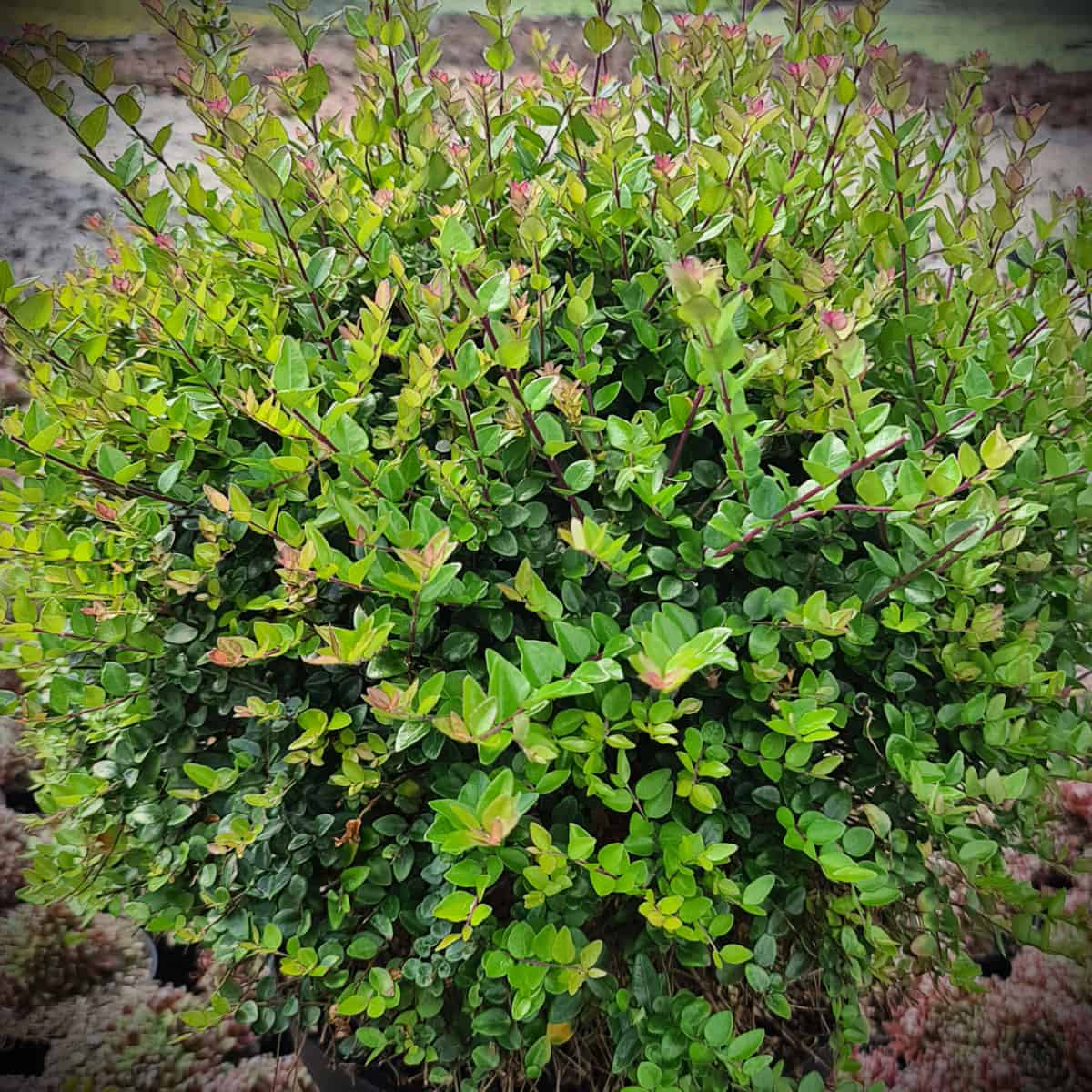 Lonicera Garden Clouds® Series
