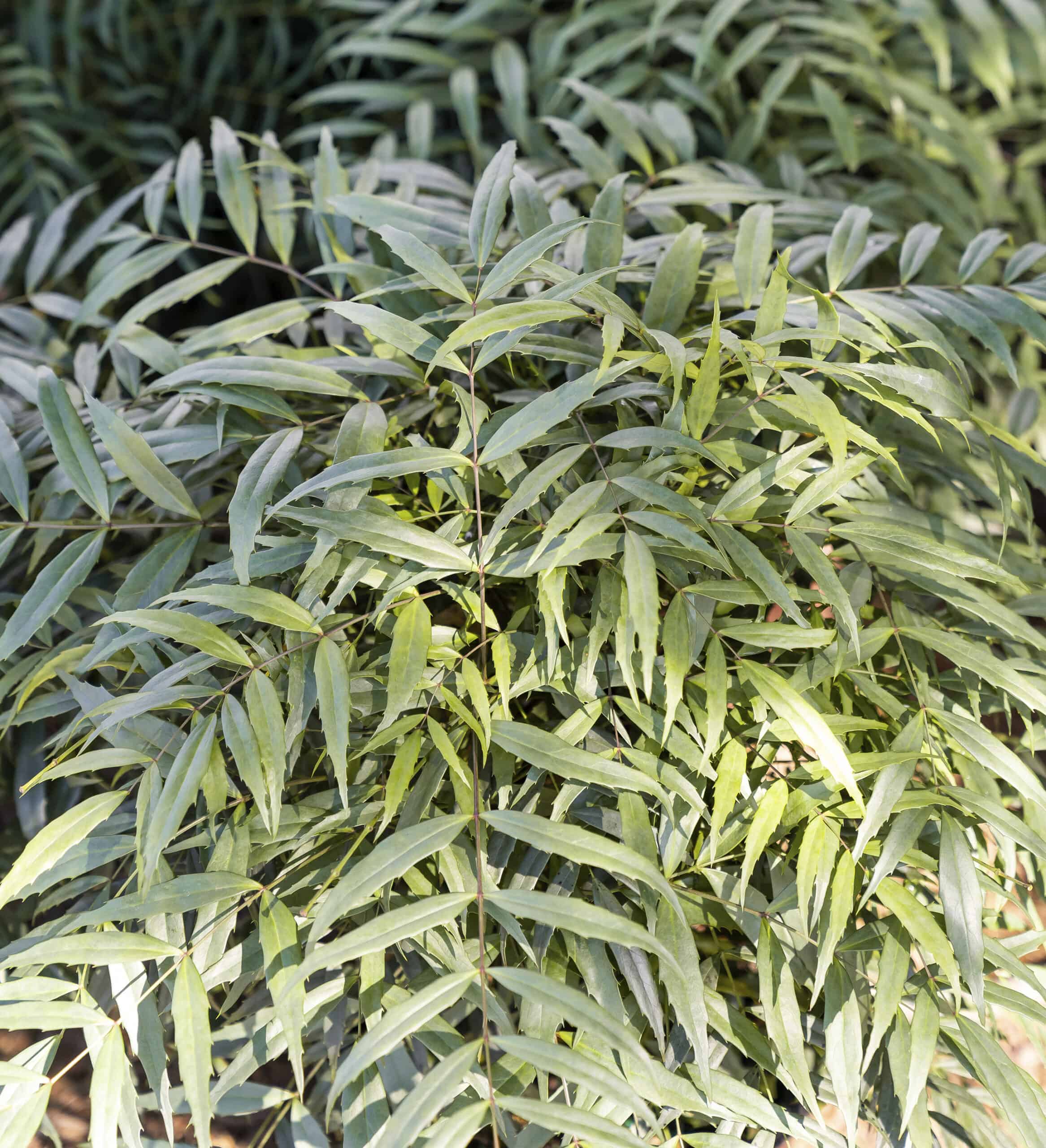 Mahonia Silver Caress™