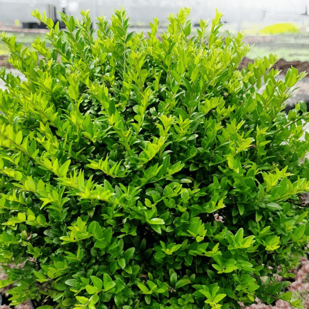 Lonicera Garden Clouds® Green Breeze