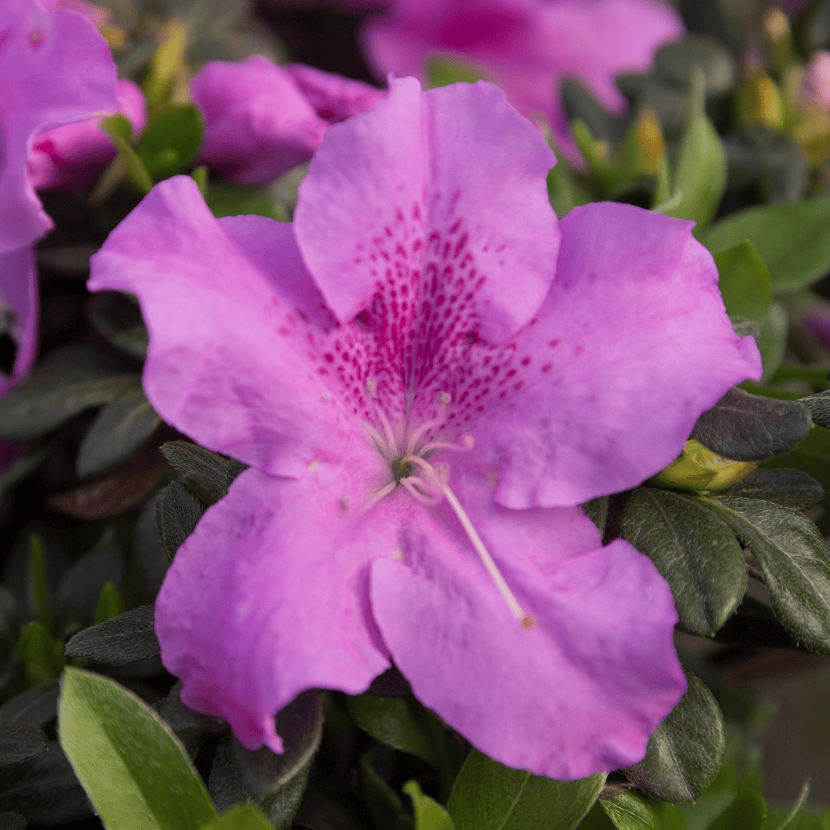 Azalea Encore® Autumn Lilac®