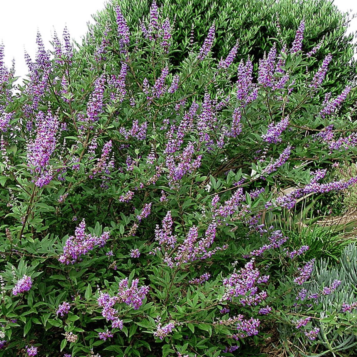 Vitex Summertime Blues™