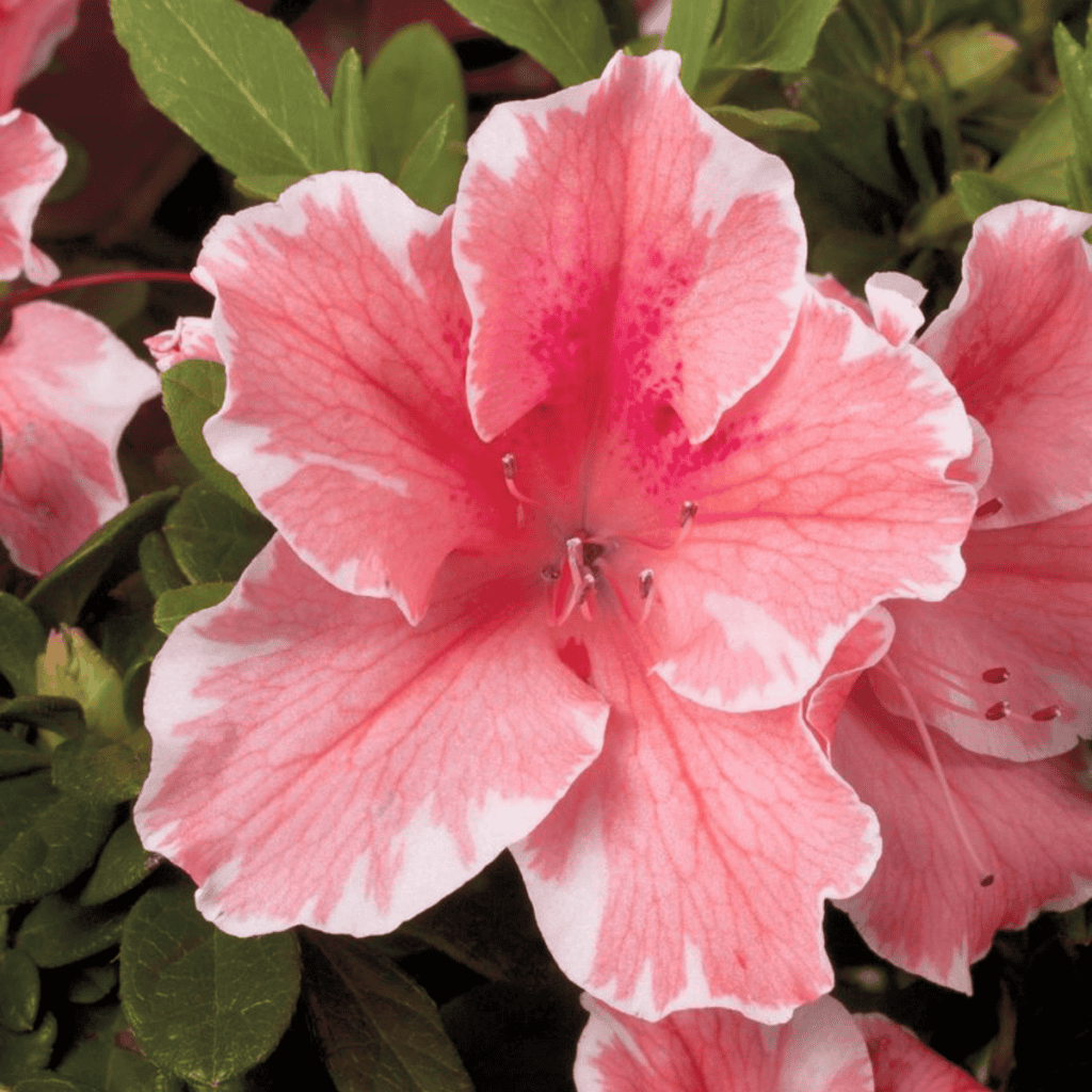 Azalea Encore® Autumn Sunburst®