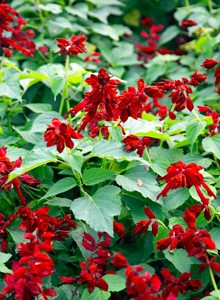 Saucy™ Wine Salvia - Plant Development Services, inc.