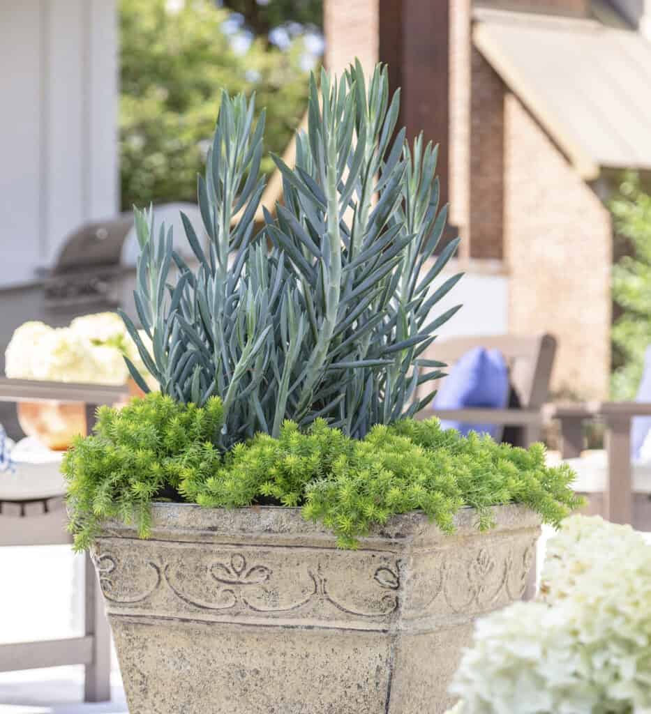 Senecio Skyscraper® | Plant Development Services, inc.