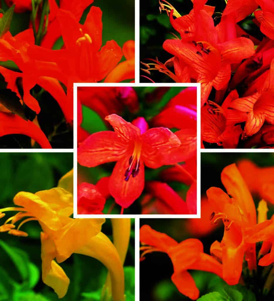 Tecomaria Cape Town™ Series | Plant Development Services, inc.