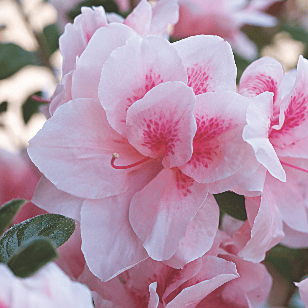 Azalea Encore® Autumn Belle®