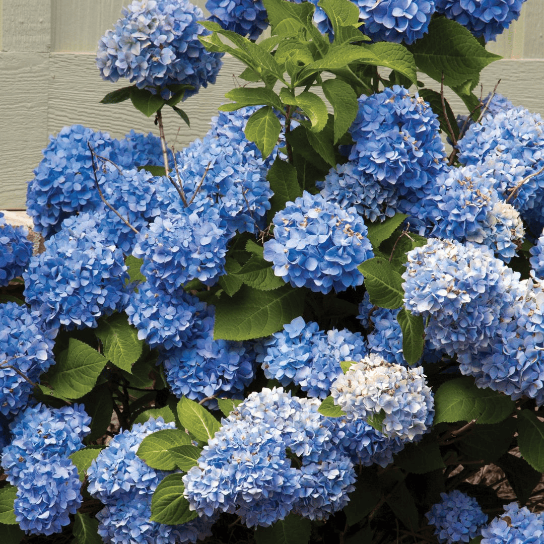 Hydrangea Dear Dolores®