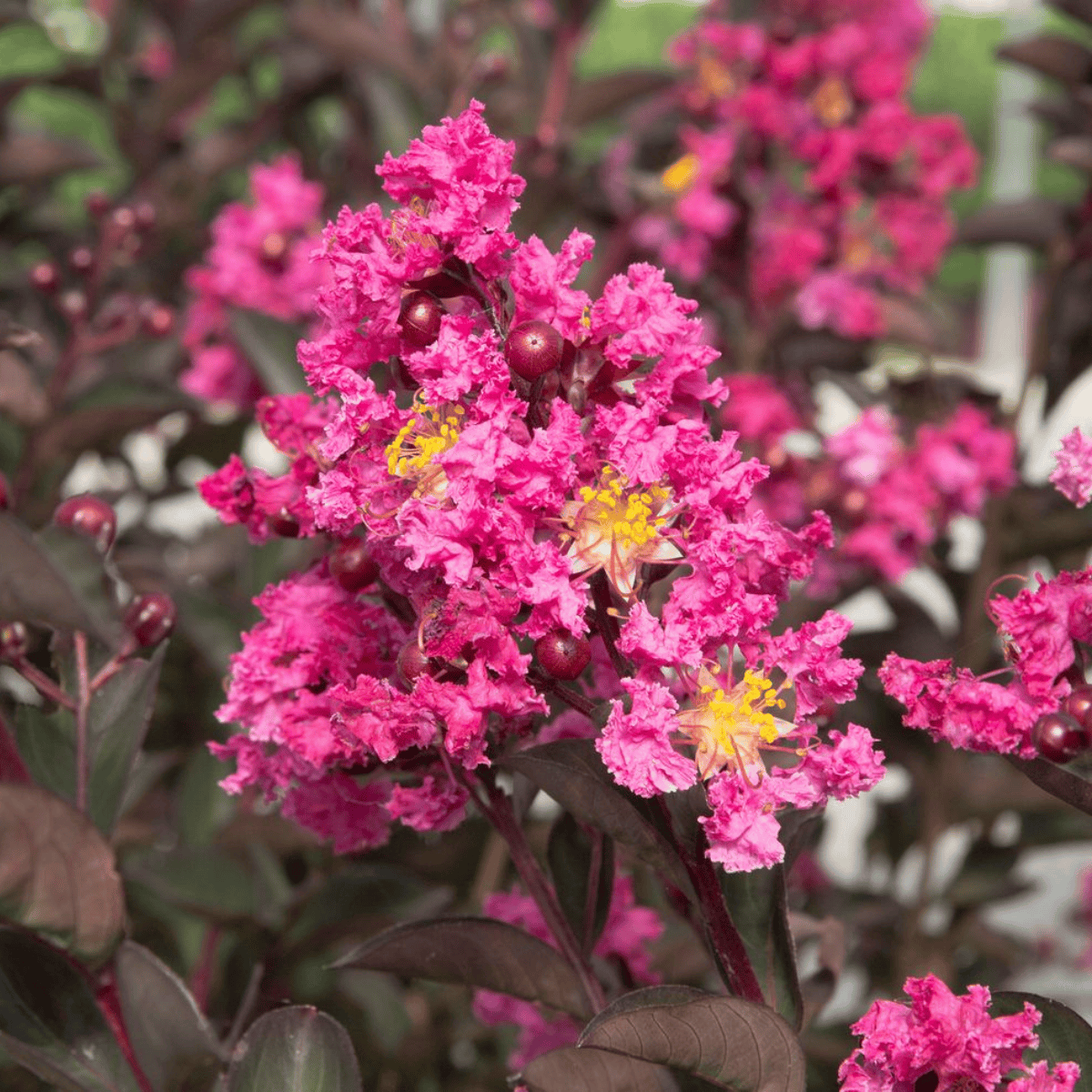 Lagerstroemia Delta Fusion™