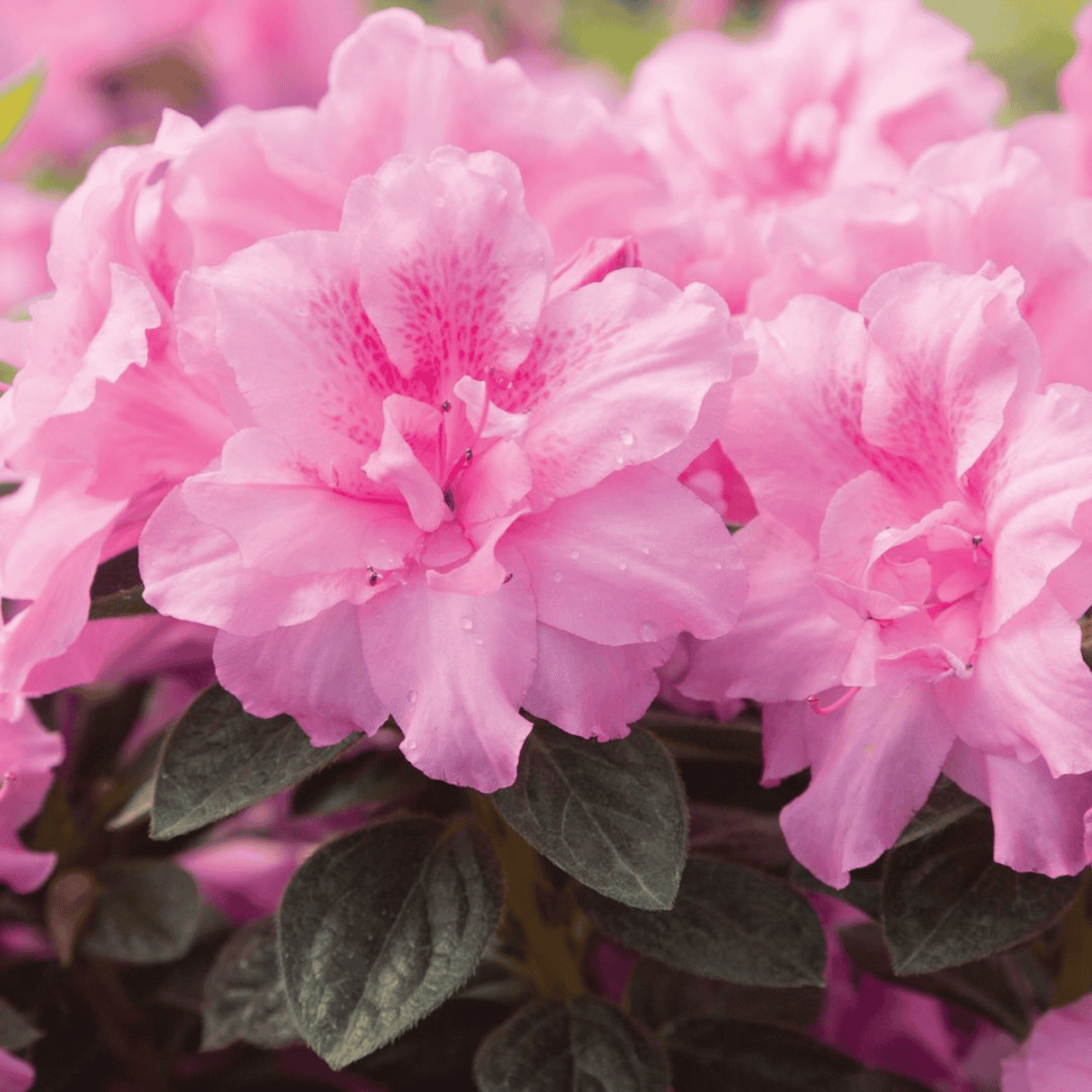 Azalea Encore® Autumn Carnation®