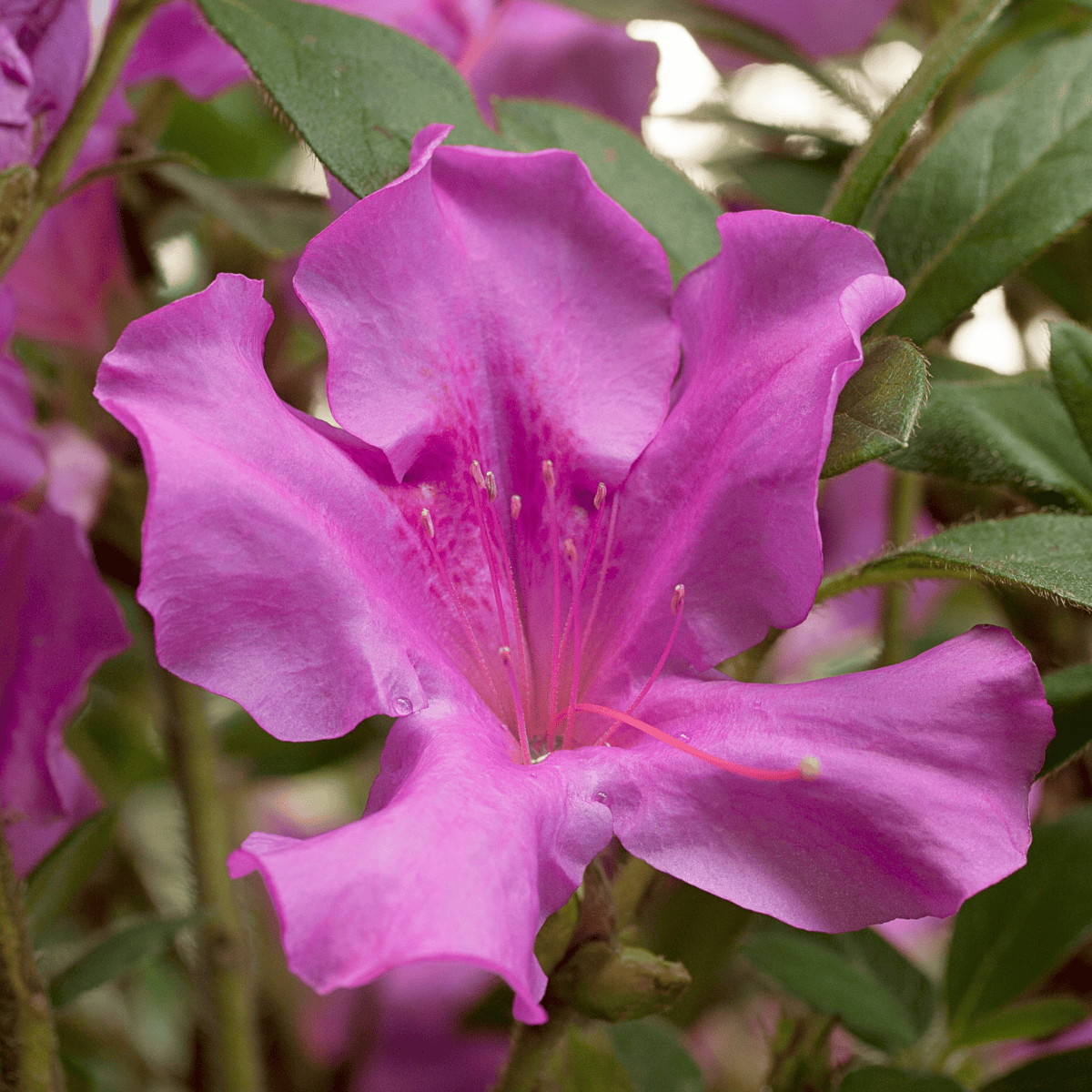 Azalea Encore® Autumn Royalty®