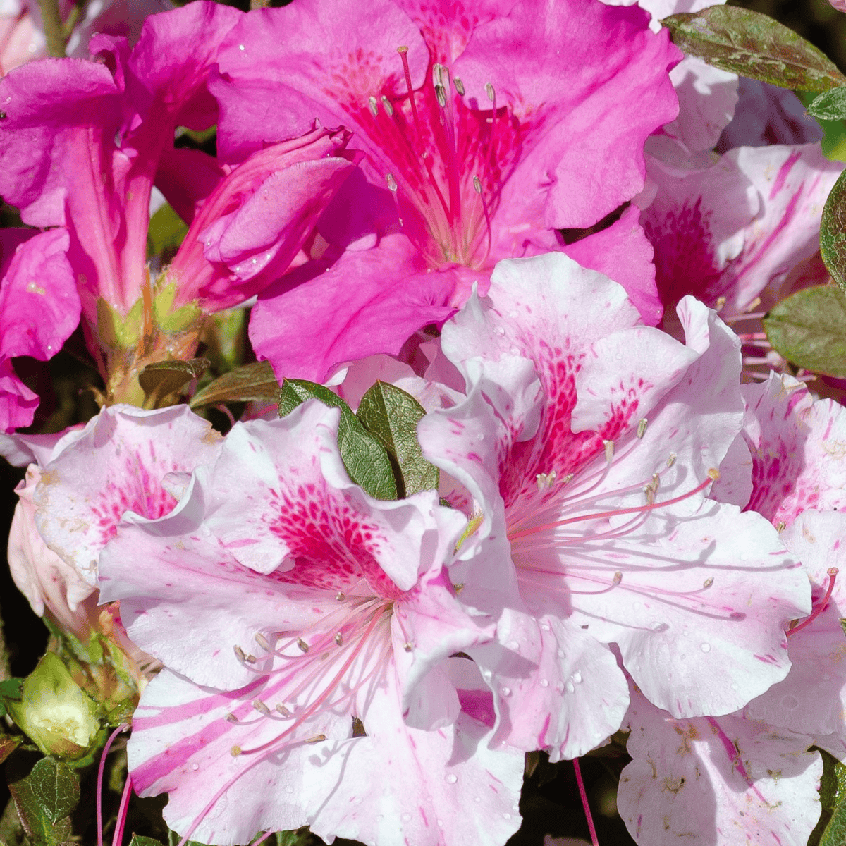 Azalea Encore® Autumn Twist® | Plant Development Services, inc.