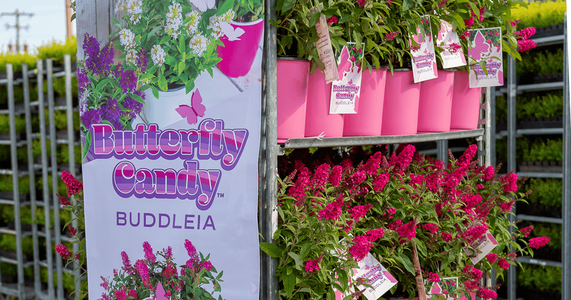 Stock Butterfly Candy Butterfly Bushes | Plant Development Services, inc.