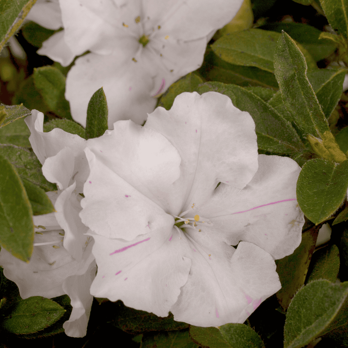Azalea Encore® Autumn Lily®