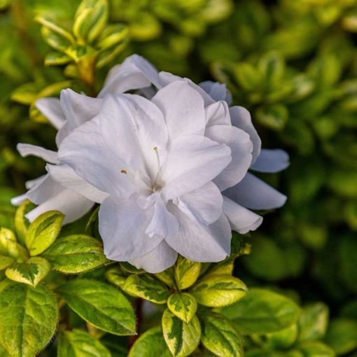 Azalea Encore® Autumn Moonstruck™