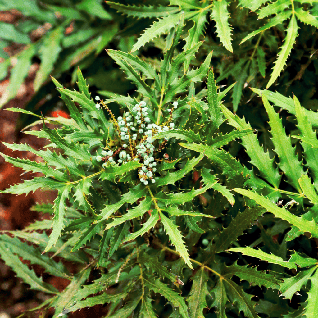Mahonia Beijing Beauty™