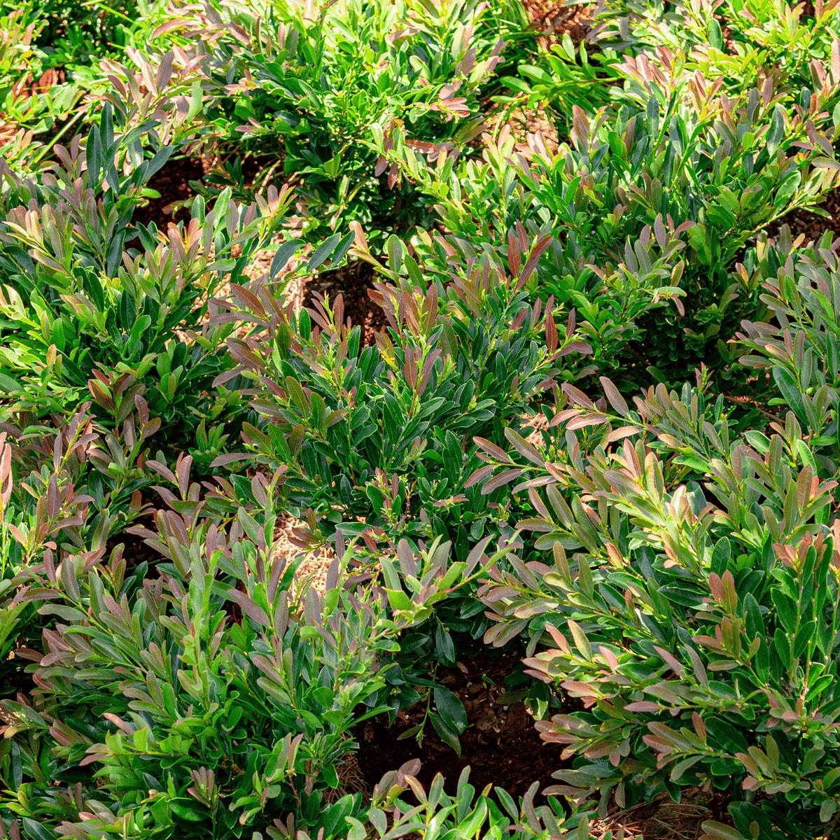 Distylium Cast in Bronze®